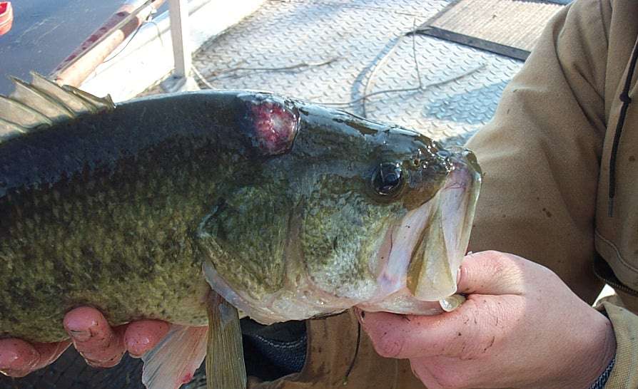 How the LMBV panic was averted - Bassmaster