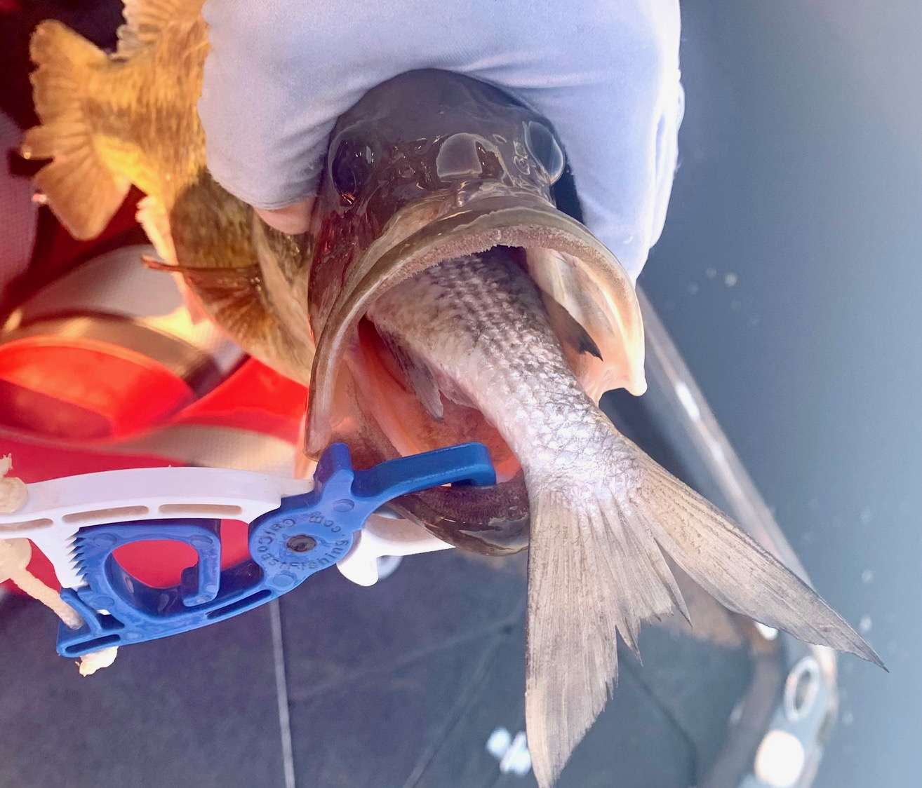 Tales of Sabine’s other fishes - Bassmaster